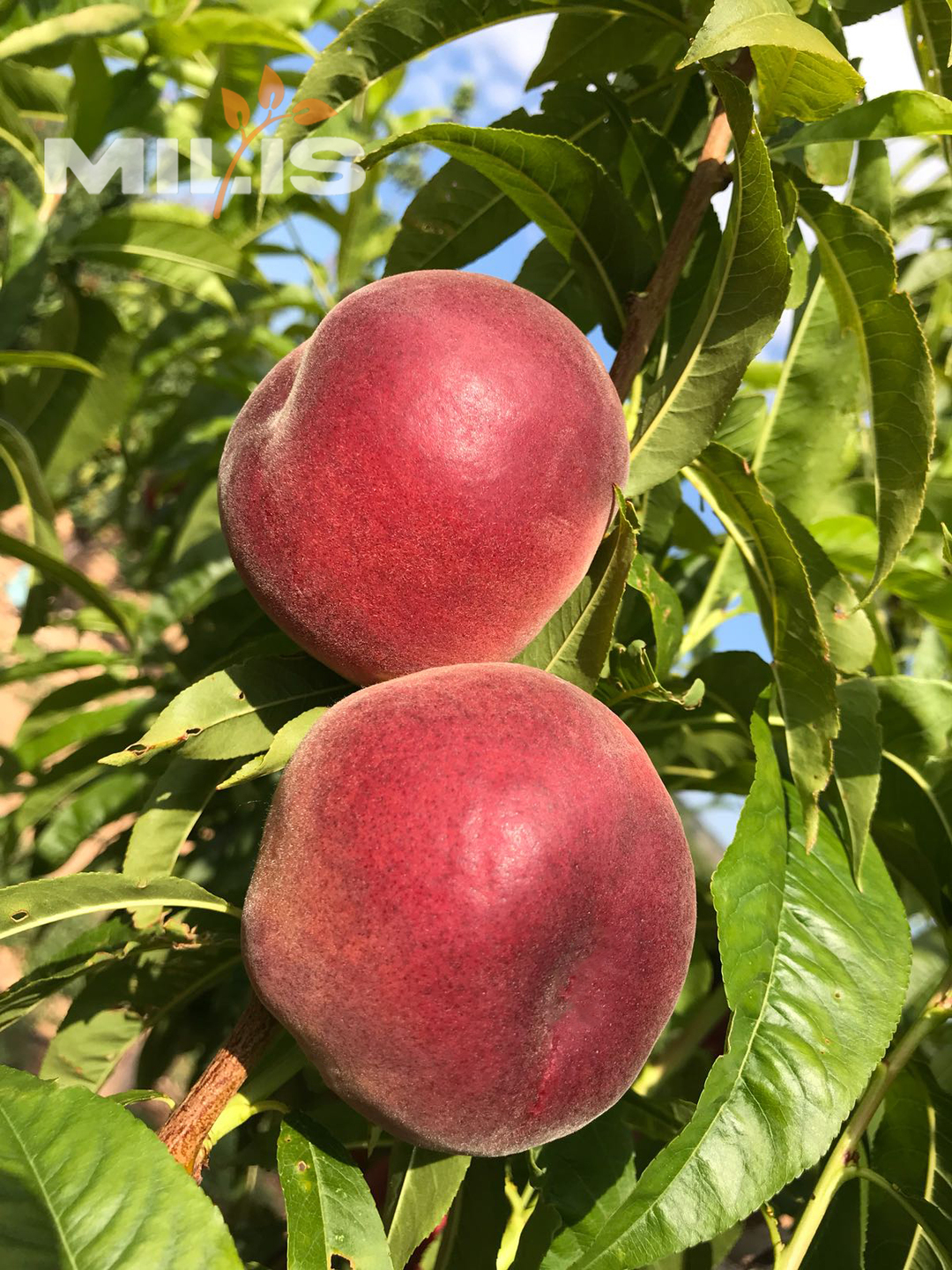 POMPADOUR