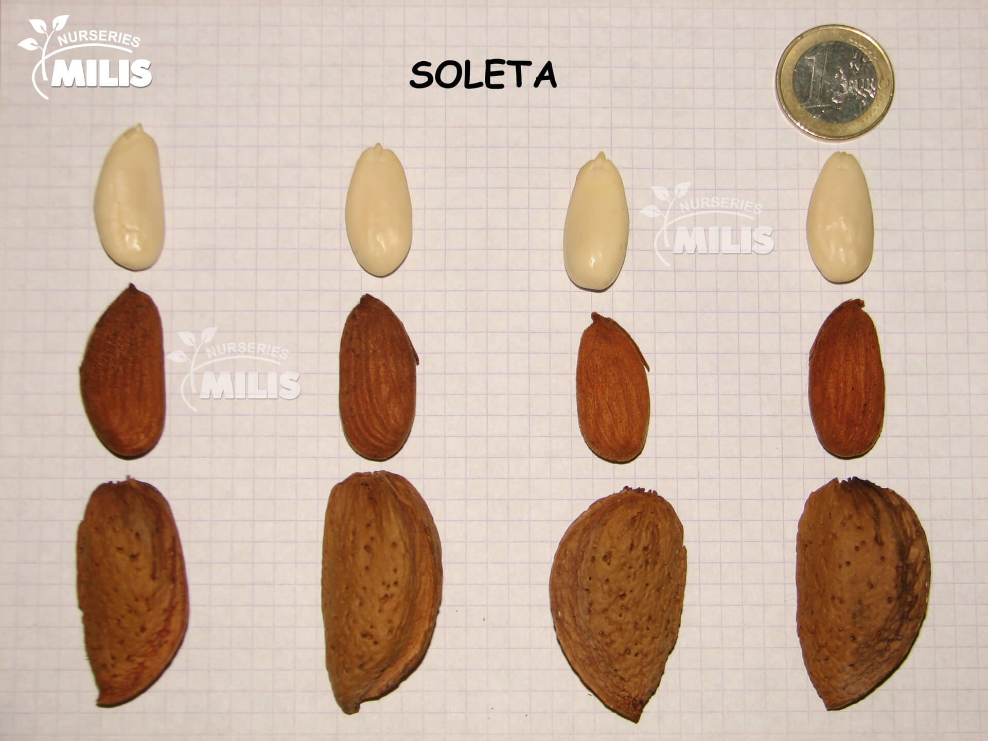 SOLETA