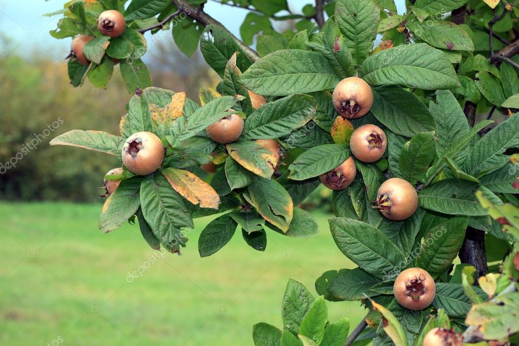 MEDLAR TREE